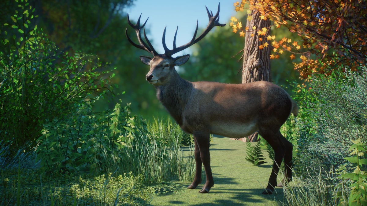 Red Deer (Narwhaler) | Planet Zoo Modding Library Wiki | Fandom