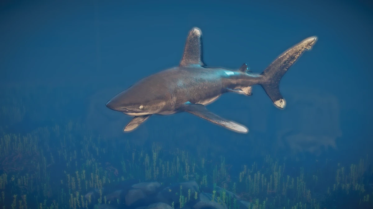 Oceanic Whitetip Shark (Buffzoo) | Planet Zoo Modding Library Wiki | Fandom