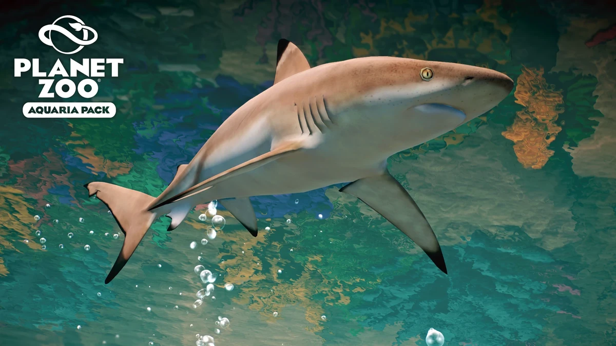 Blacktip Reef Shark (Bubblywums) | Planet Zoo Modding Library Wiki | Fandom