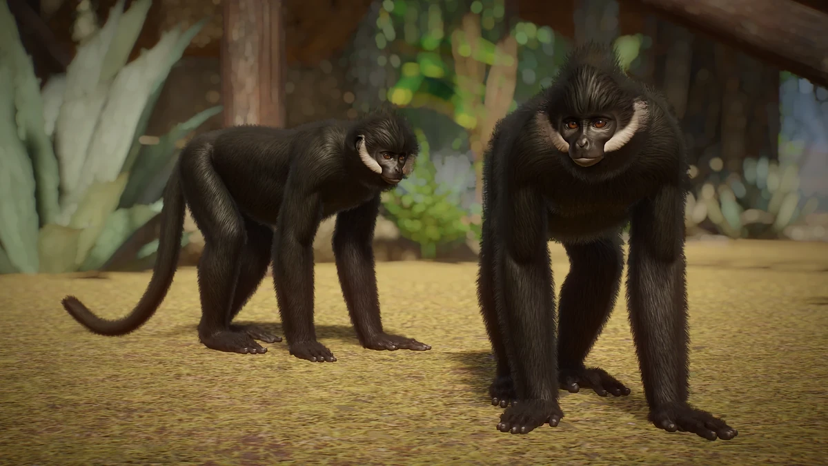 Francois' Langur (Bubblywums) | Planet Zoo Modding Library Wiki | Fandom