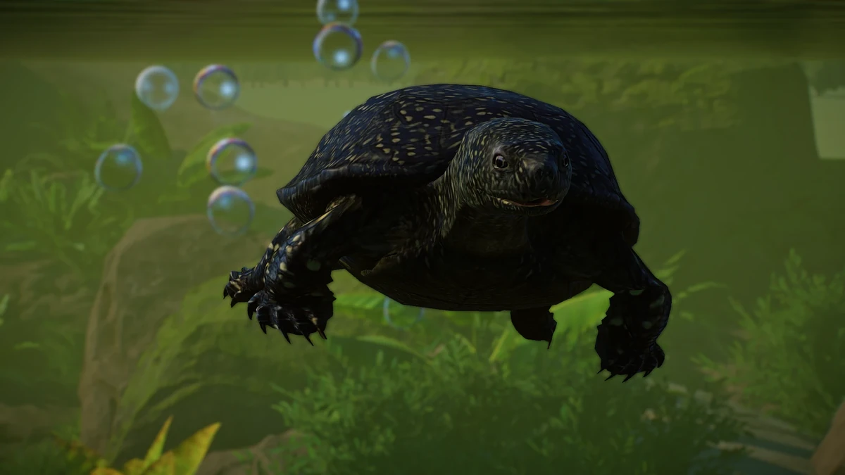 European Pond Turtle (GingerToast) | Planet Zoo Modding Library Wiki | Fandom