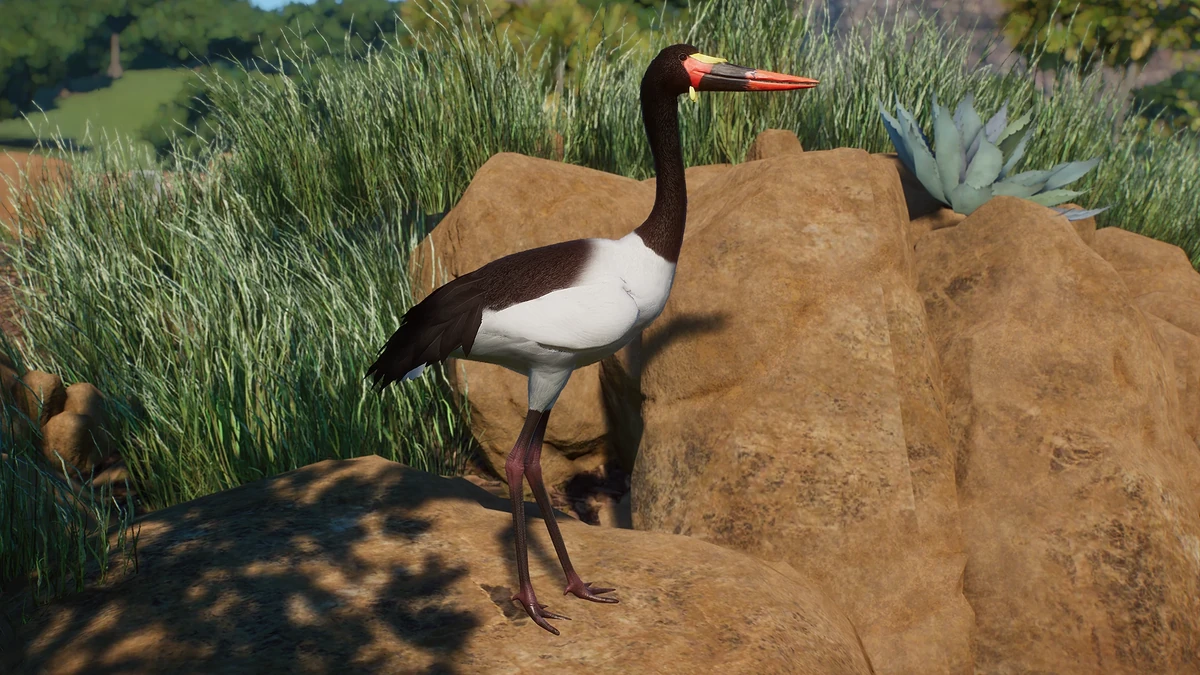 Saddle-Billed Stork (Bubblywums) | Planet Zoo Modding Library Wiki | Fandom