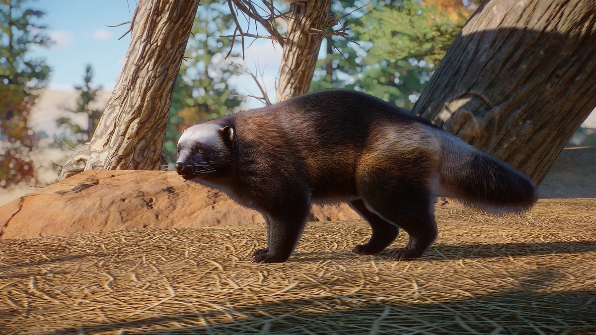 American Wolverine (Bubblywums) | Planet Zoo Modding Library Wiki | Fandom