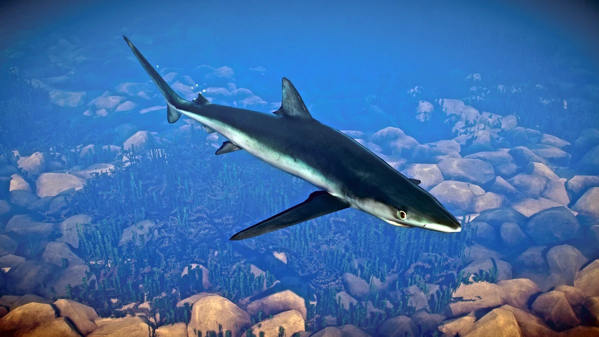Blue Shark (Buffzoo) | Planet Zoo Modding Library Wiki | Fandom