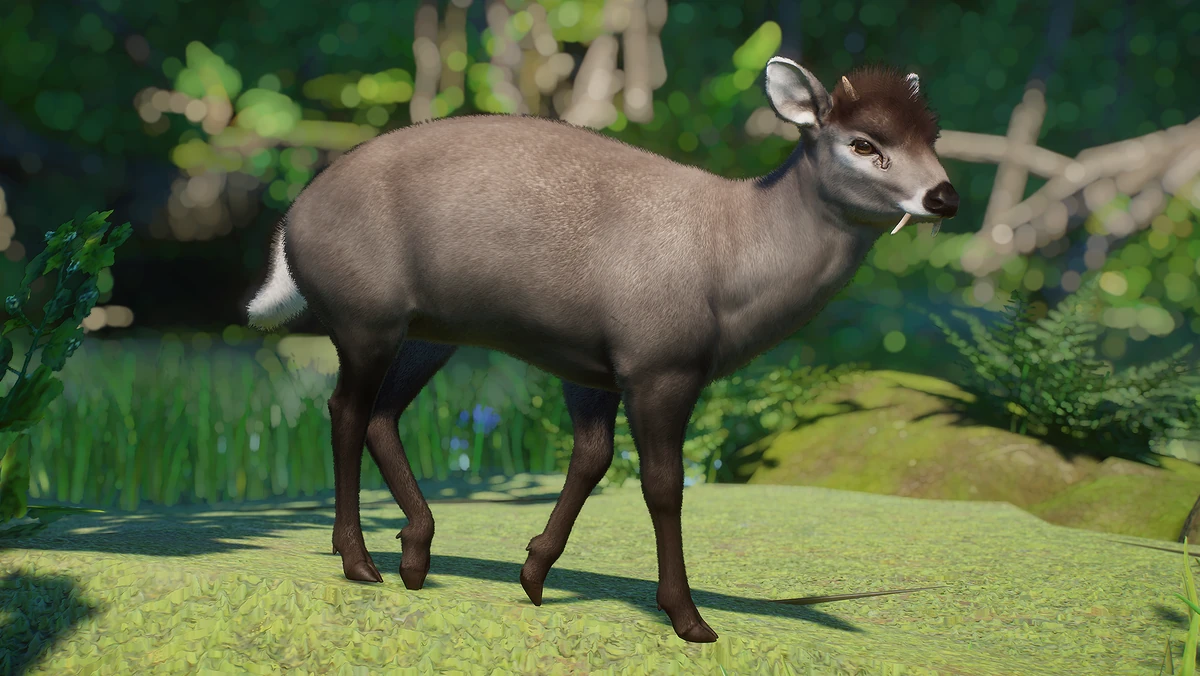 Tufted Deer (Bubblywums) | Planet Zoo Modding Library Wiki | Fandom