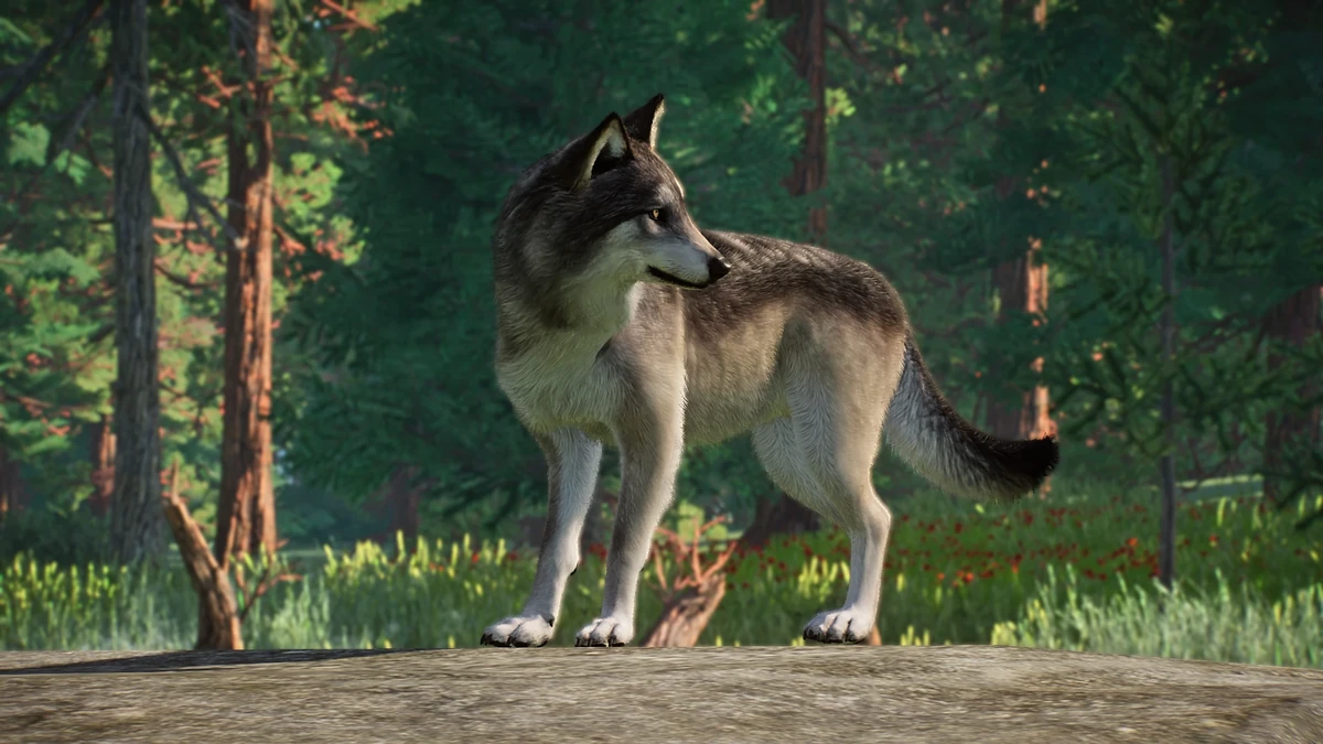 Mexican Gray Wolf (Gabboi) | Planet Zoo Modding Library Wiki | Fandom