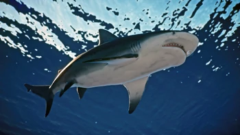 Bull Shark (Buffzoo) | Planet Zoo Modding Library Wiki | Fandom