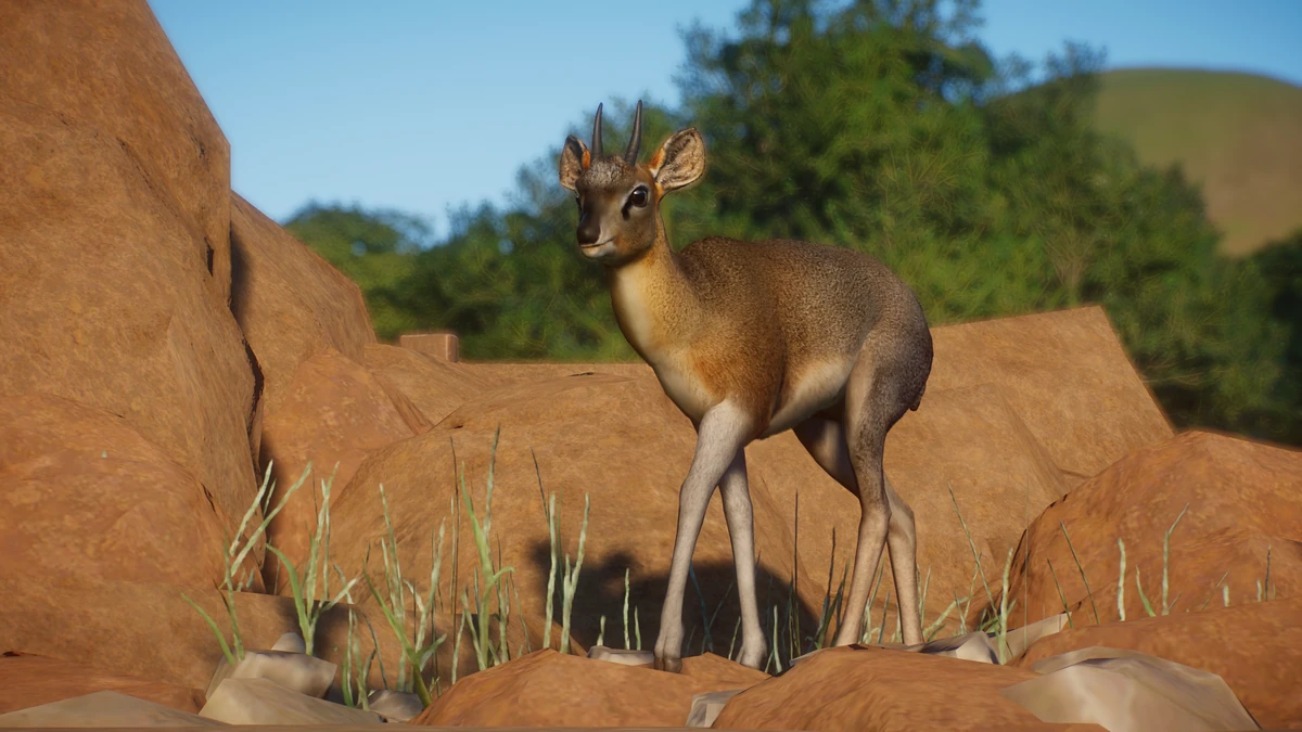 Klipspringer (Phonetic) | Planet Zoo Modding Library Wiki | Fandom