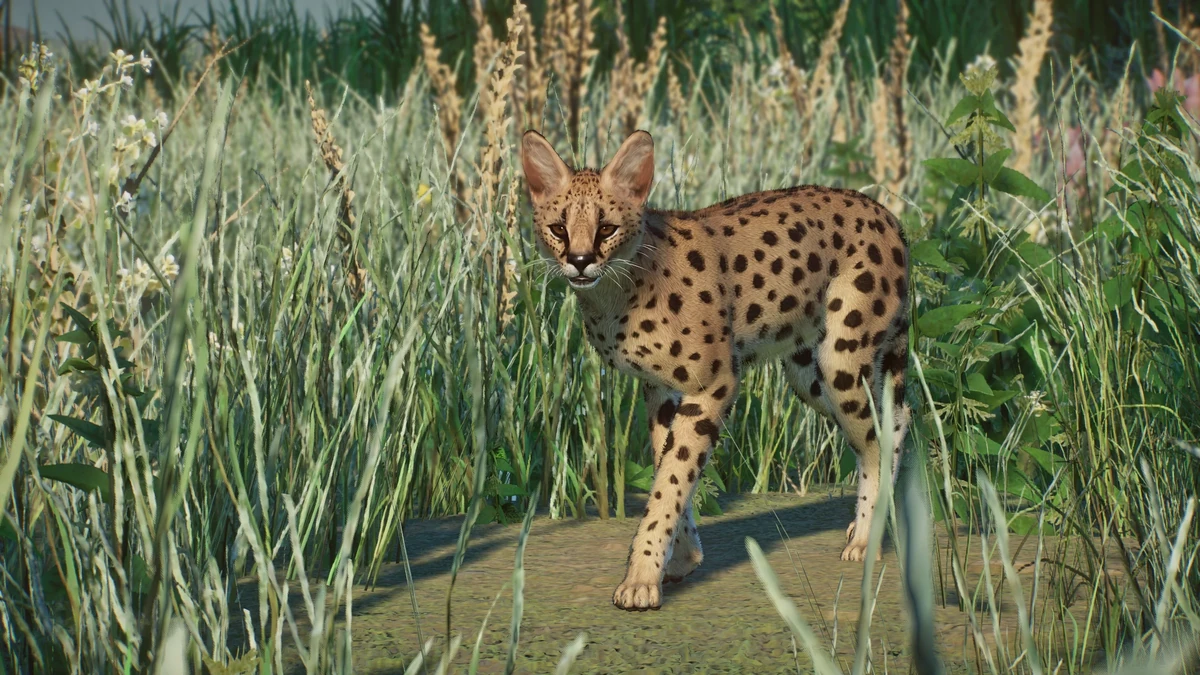 Serval (Gabboi) | Planet Zoo Modding Library Wiki | Fandom