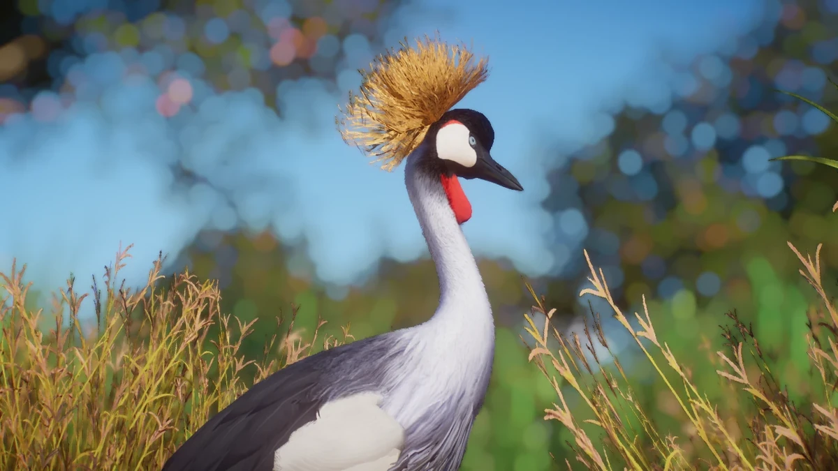 Grey Crowned Crane (Bubblywums) | Planet Zoo Modding Library Wiki | Fandom