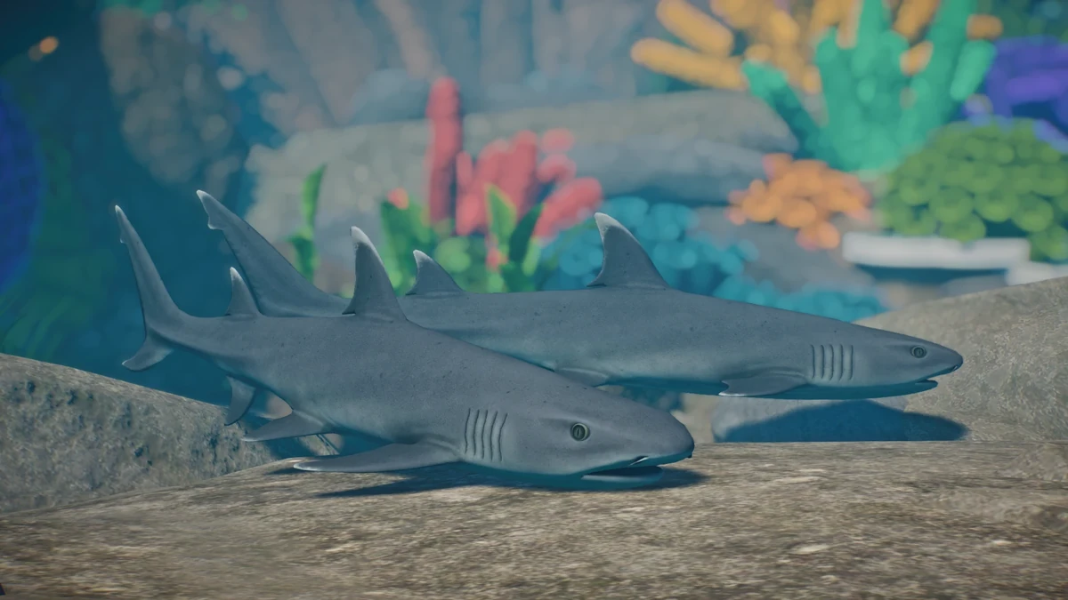 Whitetip Reef Shark (Buffzoo) | Planet Zoo Modding Library Wiki | Fandom