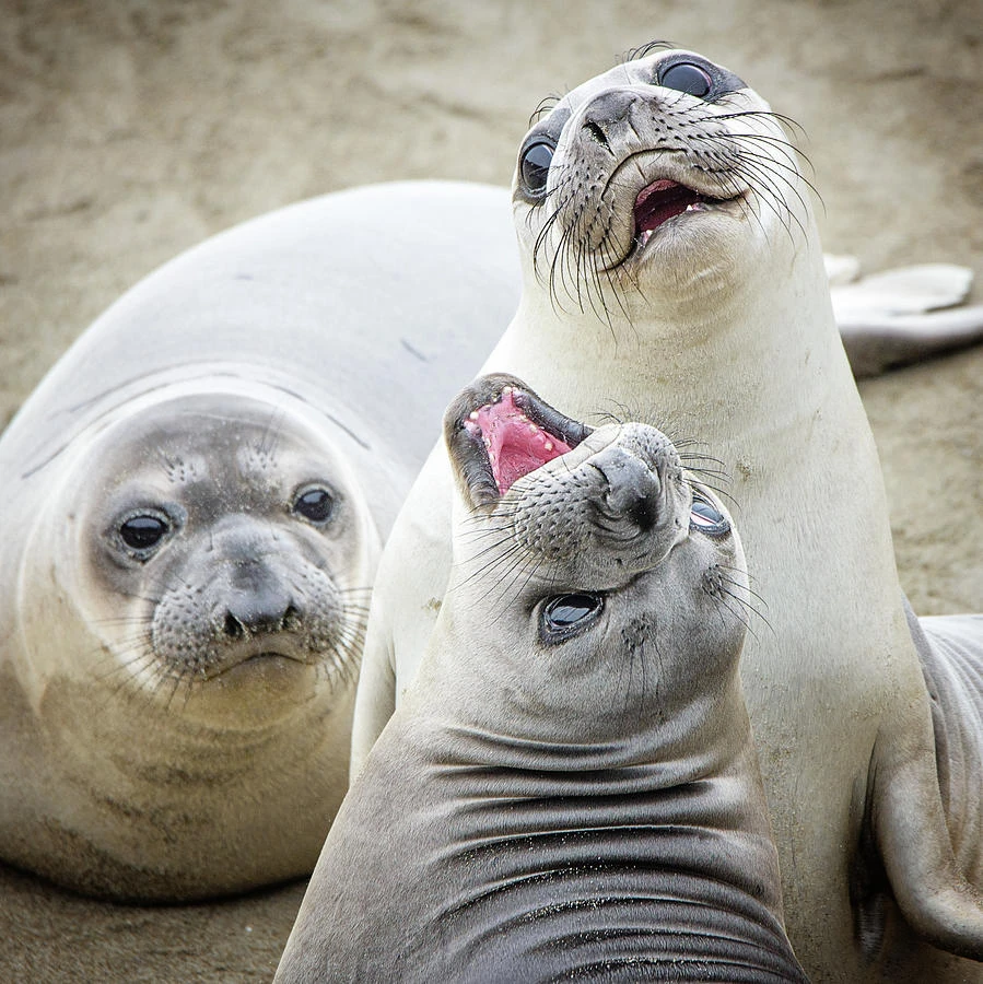 Seal Team Three | Qatra Campaign Wiki | Fandom