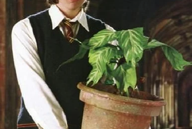 Augusta Longbottom Harry Potter