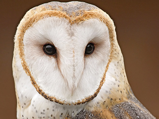 Animal Atlas | The Official Qubo Wiki | Fandom