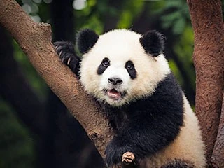 Animal Science | The Official Qubo Wiki | Fandom