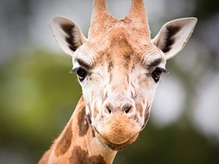 Zoo Clues | The Official Qubo Wiki | Fandom