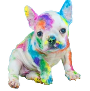 Funniest Pets & People/Gallery | The Official Qubo Wiki | Fandom