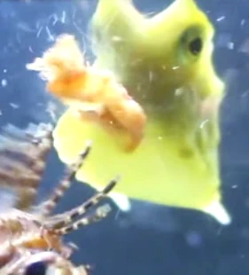 Queen Shore's Gallery | Queen Shore's Random Wiki | Fandom