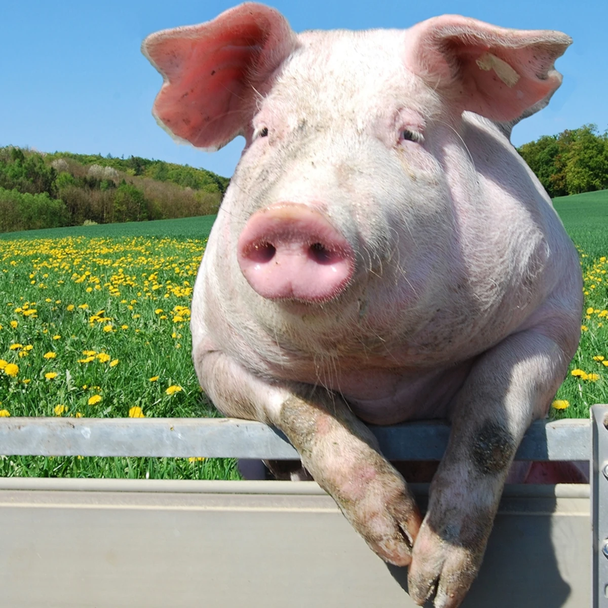 Hammy | Quest For The Relics Wiki | Fandom