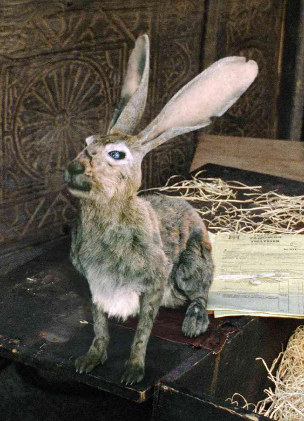 Hester | Queste Oscure Materie Wiki | Fandom