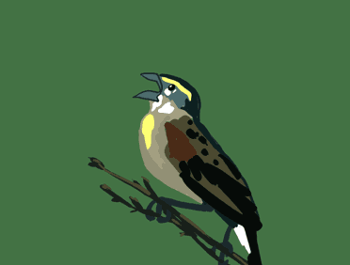 Yelling Bird | Questionable Content Wiki | Fandom