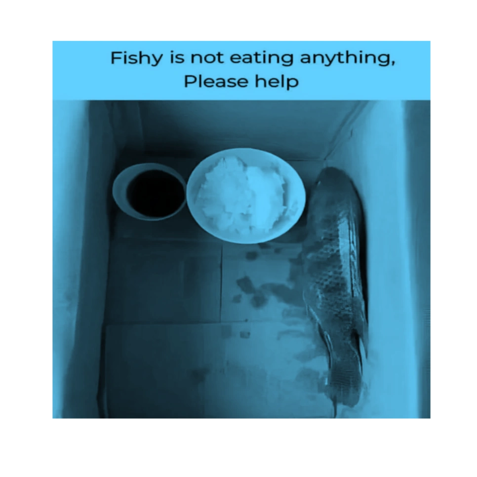 Funni memes | Questiverse Wiki | Fandom