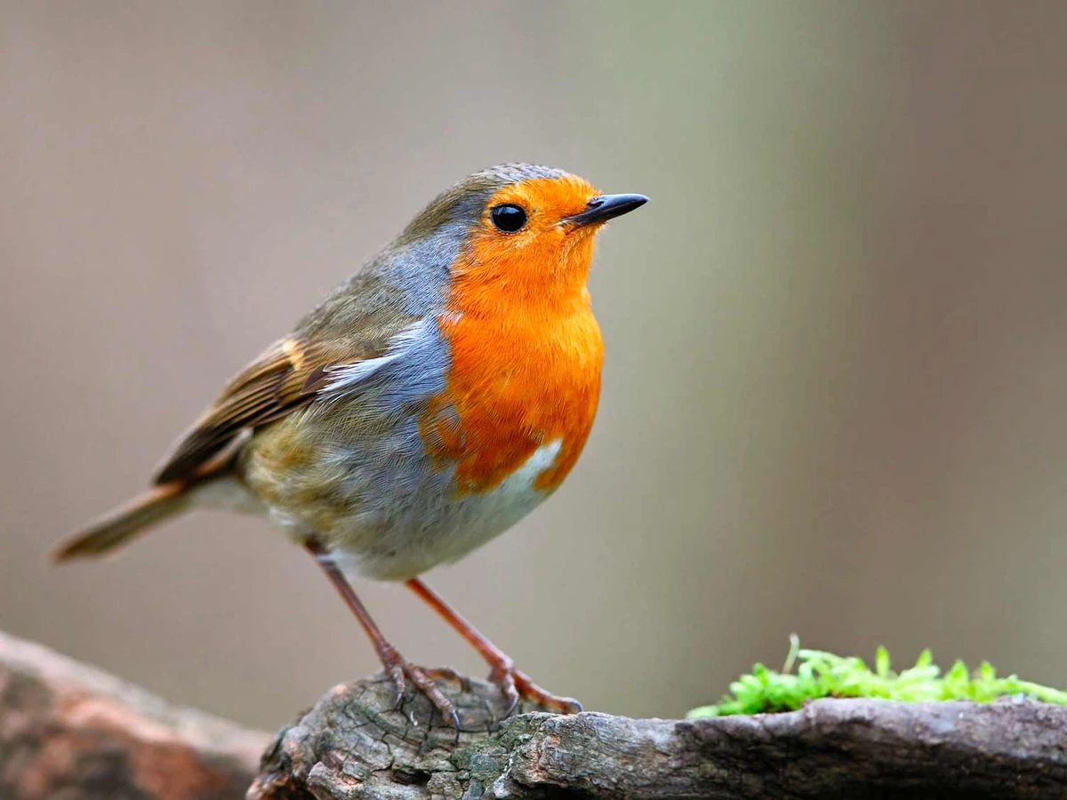 Bird | Quickepedia Wiki | Fandom