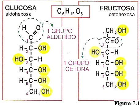 Glucosa y fructosa | Quimicadelvino Wiki | Fandom