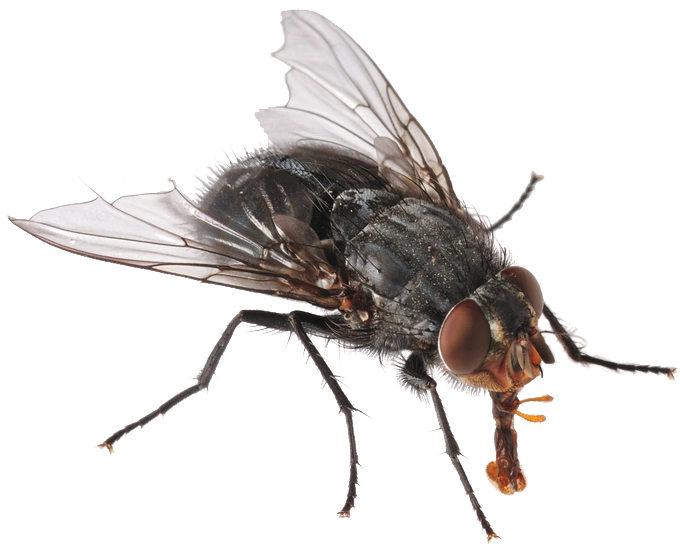 Ugly Mosca | Quindasher's Custom And Fanmade Numberblocks 2022 Wiki ...