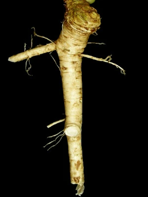 Horseradish | Quizlet Wiki | Fandom