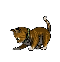 Binx | Quotev Blossomclan Wiki | Fandom