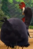 Chickens | Rabbids Invasion Wiki | Fandom