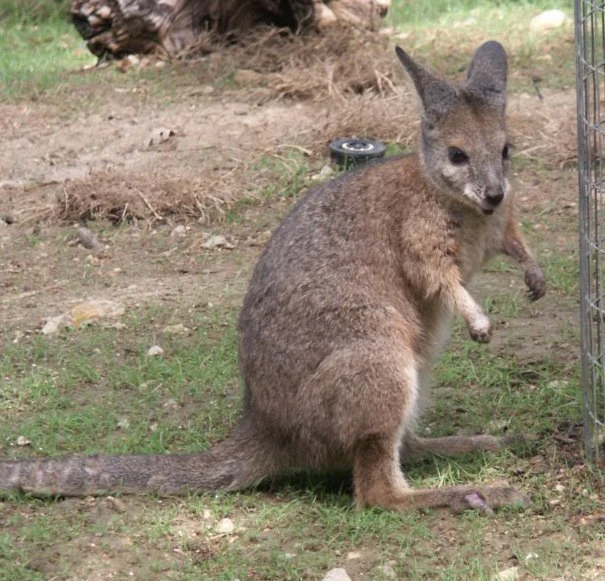 Wallaby | Rabbit and Hare Wiki | Fandom