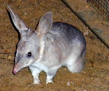 Greater bilby | Rabbit and Hare Wiki | Fandom