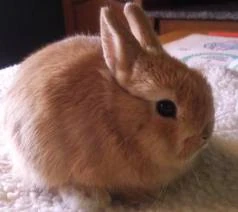 Brown Netherland Dwarf Bunnies