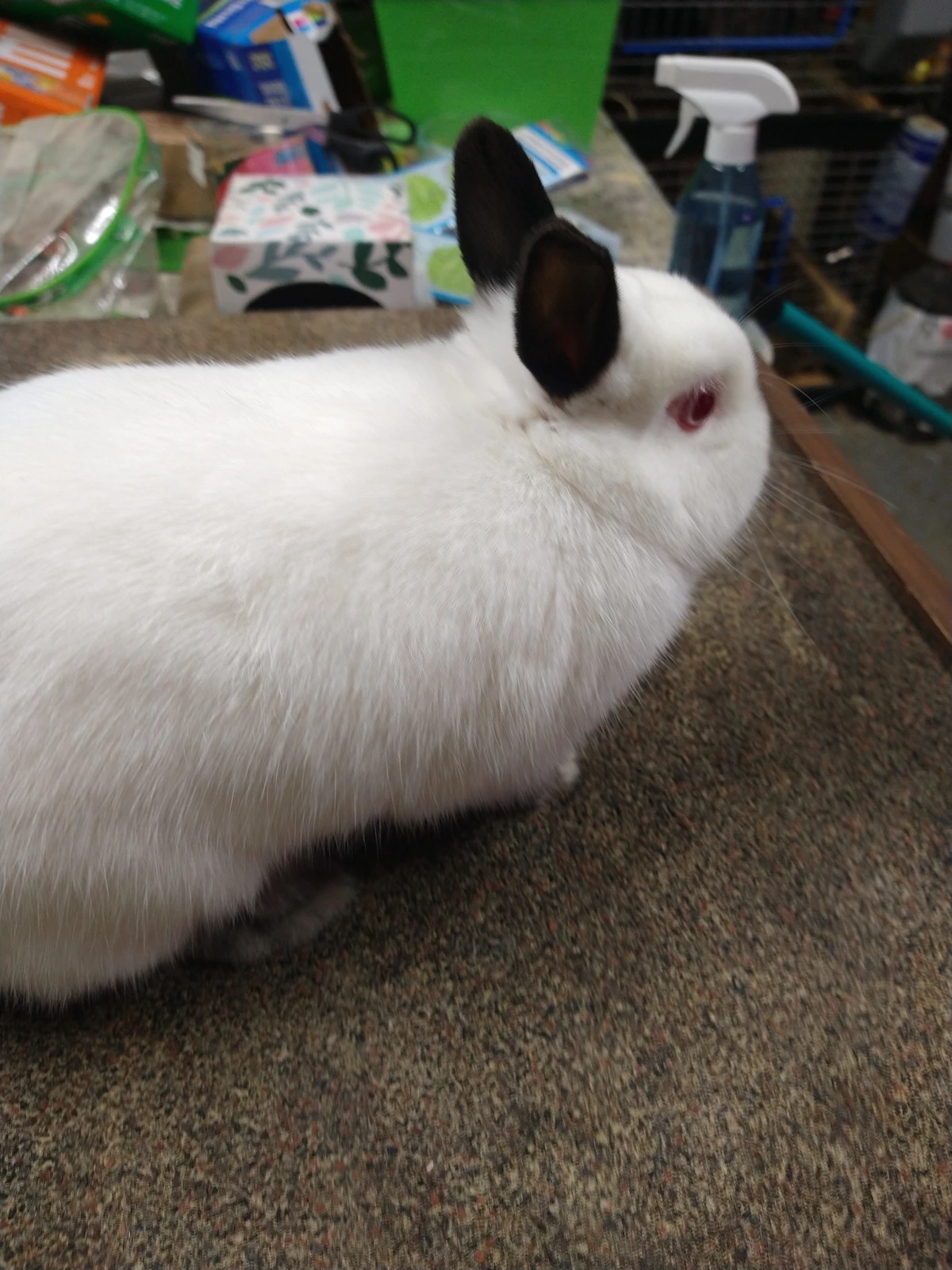 Pearl | Rabbit Lore Wiki | Fandom