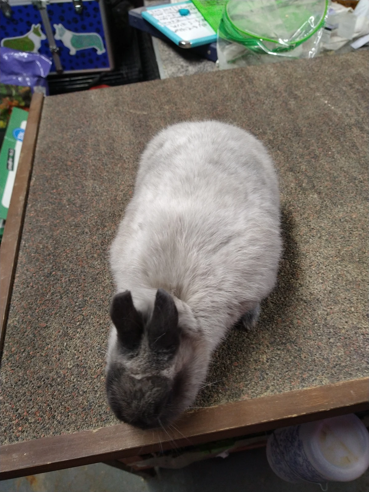 Yoshi Bagel | Rabbit Lore Wiki | Fandom