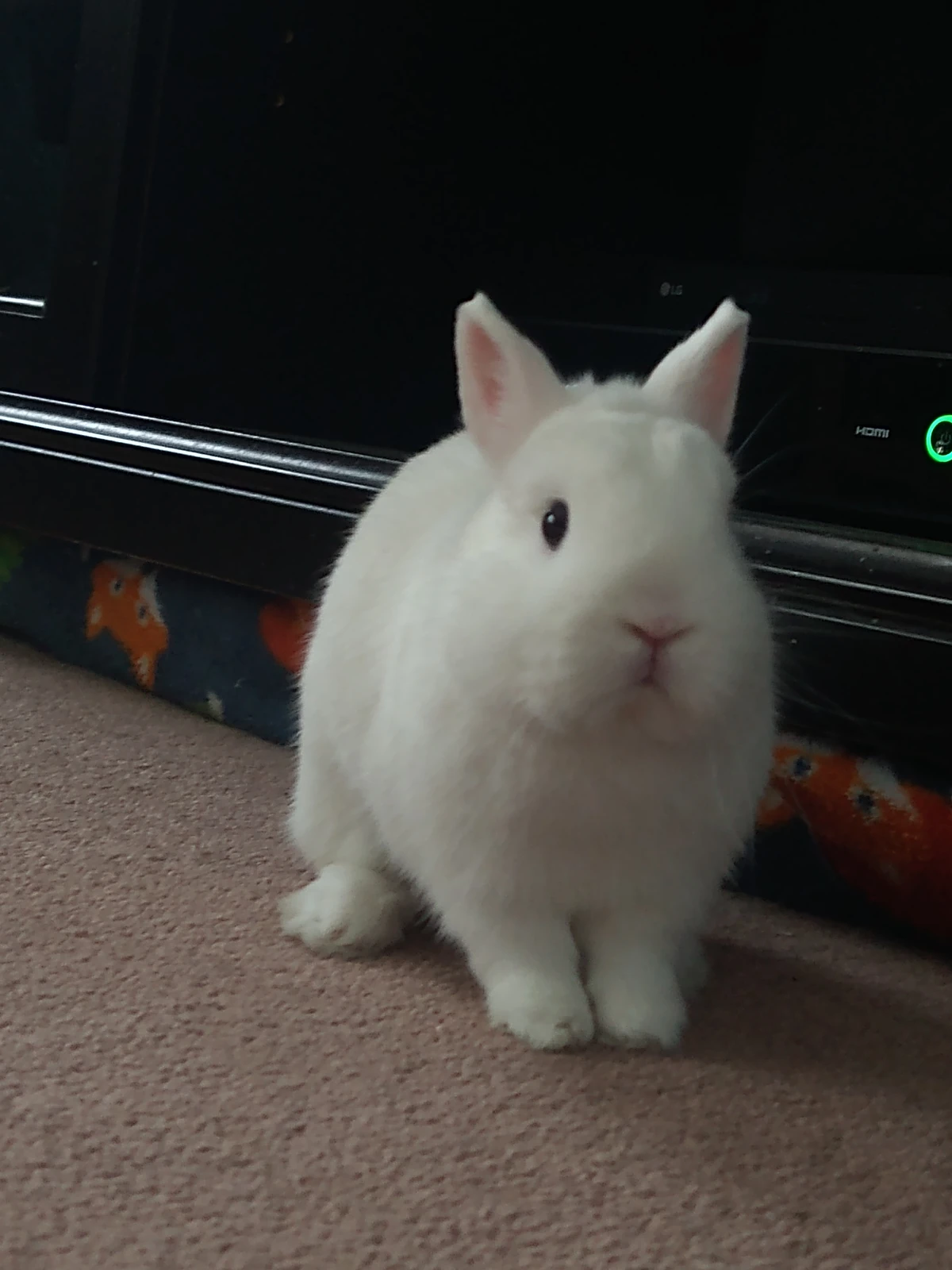 Russia Rabbit Lord | Rabbit Lore Wiki | Fandom