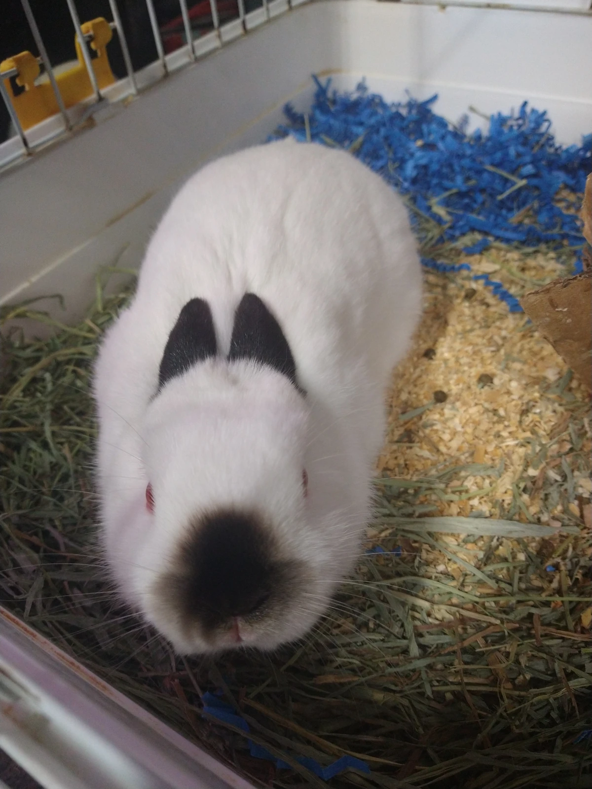 Pearl | Rabbit Lore Wiki | Fandom