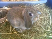 Agouti | Bunnypedia, The Rabbit Wiki | Fandom