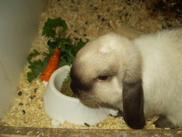 N - point | Bunnypedia, The Rabbit Wiki | Fandom