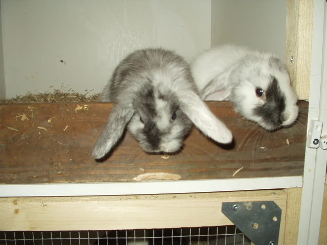 Harlequin Magpie Rabbit
