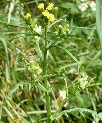Feeding/Plants/Groundsel | Rabbits UK Wiki | Fandom