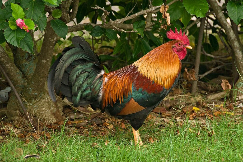 Chicken | Rabydosverse Wiki | Fandom