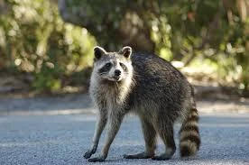 Bright | Raccoonseries Wiki | Fandom