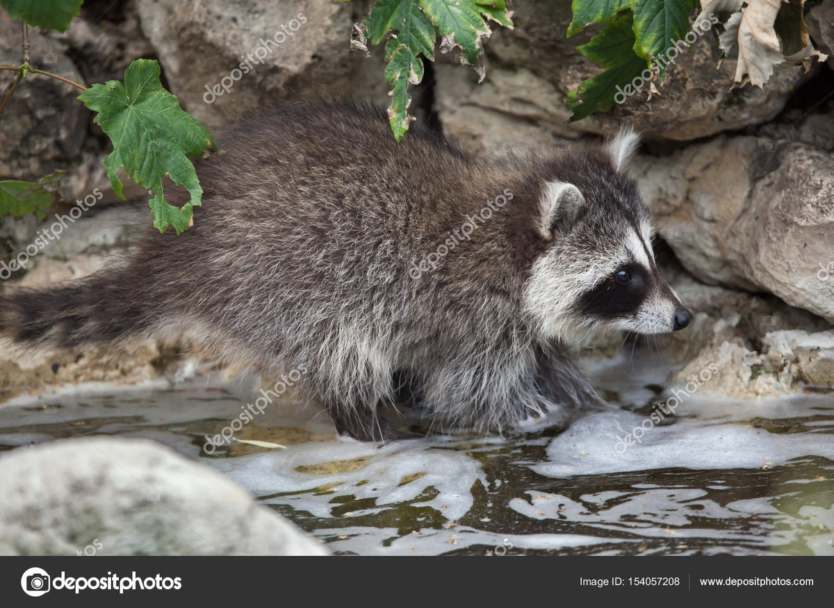 Whisker | Raccoonseries Wiki | Fandom