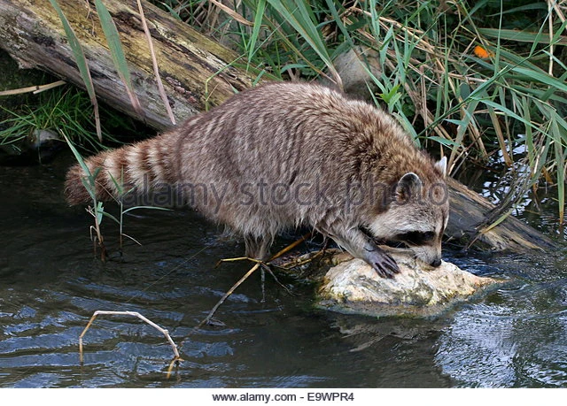 Reed | Raccoonseries Wiki | Fandom