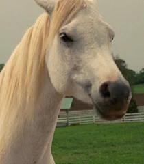 Sandy | Racing Stripes Wiki | Fandom