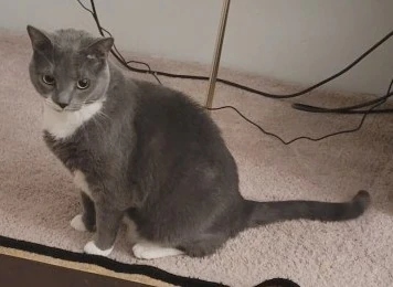 Beautiful the Cat | RackaRacka Wiki | Fandom