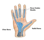 *4.4.3.5: Carpal Tendinous Sheaths | RadAnatomy Wiki | Fandom